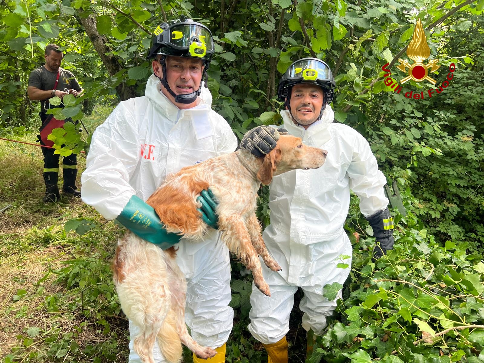 Un cane di razza Setter precipitato nell'alveo del torrente San ...
